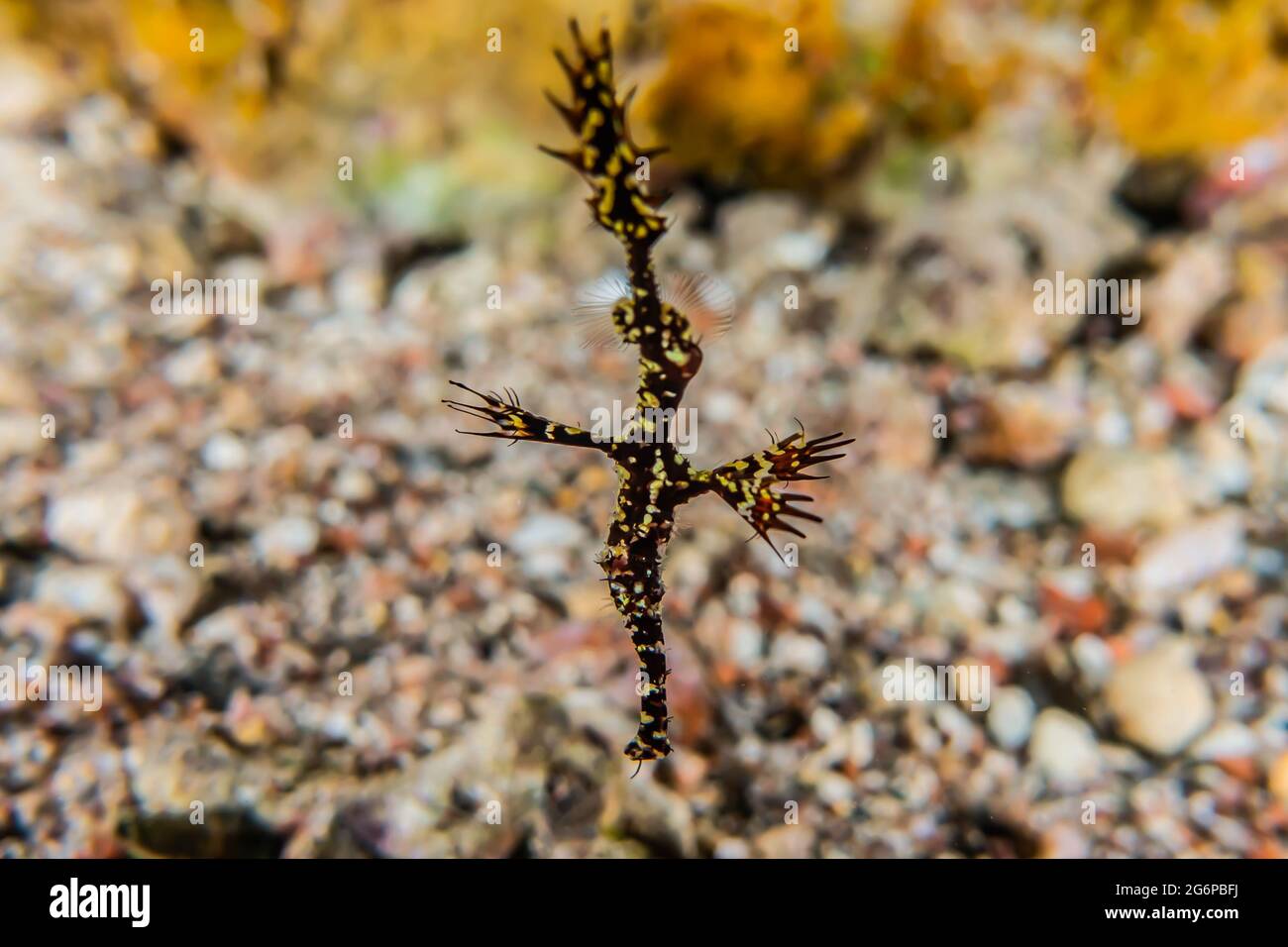 Ghost fish swimming in the Red Sea, colorful fish, Eilat Israel Stock ...