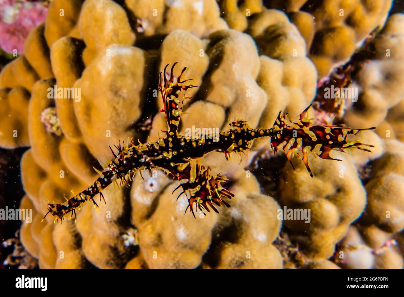 Ghost fish swimming in the Red Sea, colorful fish, Eilat Israel Stock ...