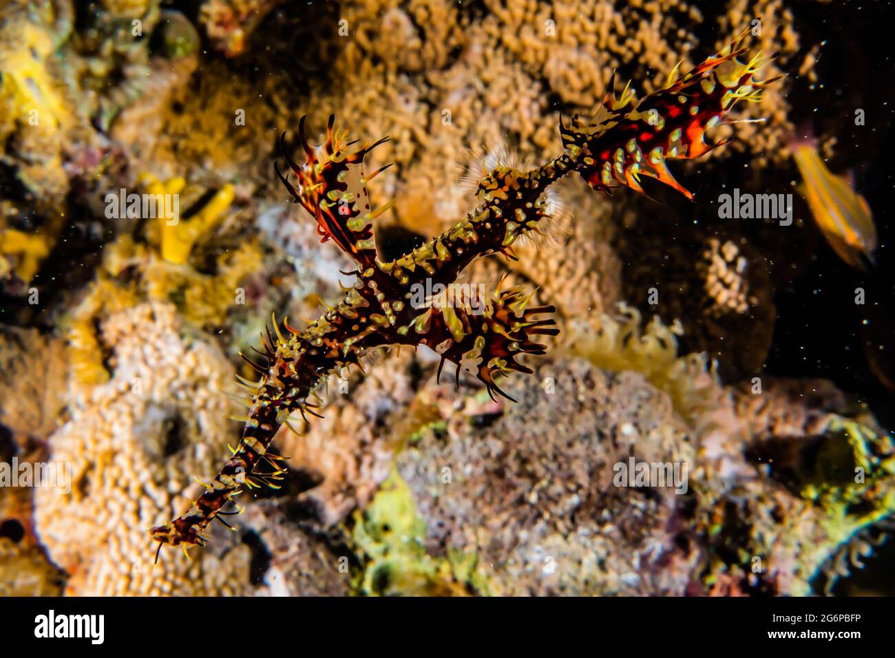 Ghost fish swimming in the Red Sea, colorful fish, Eilat Israel Stock ...
