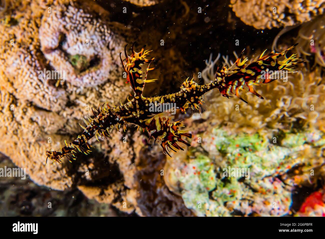 Ghost fish swimming in the Red Sea, colorful fish, Eilat Israel Stock ...