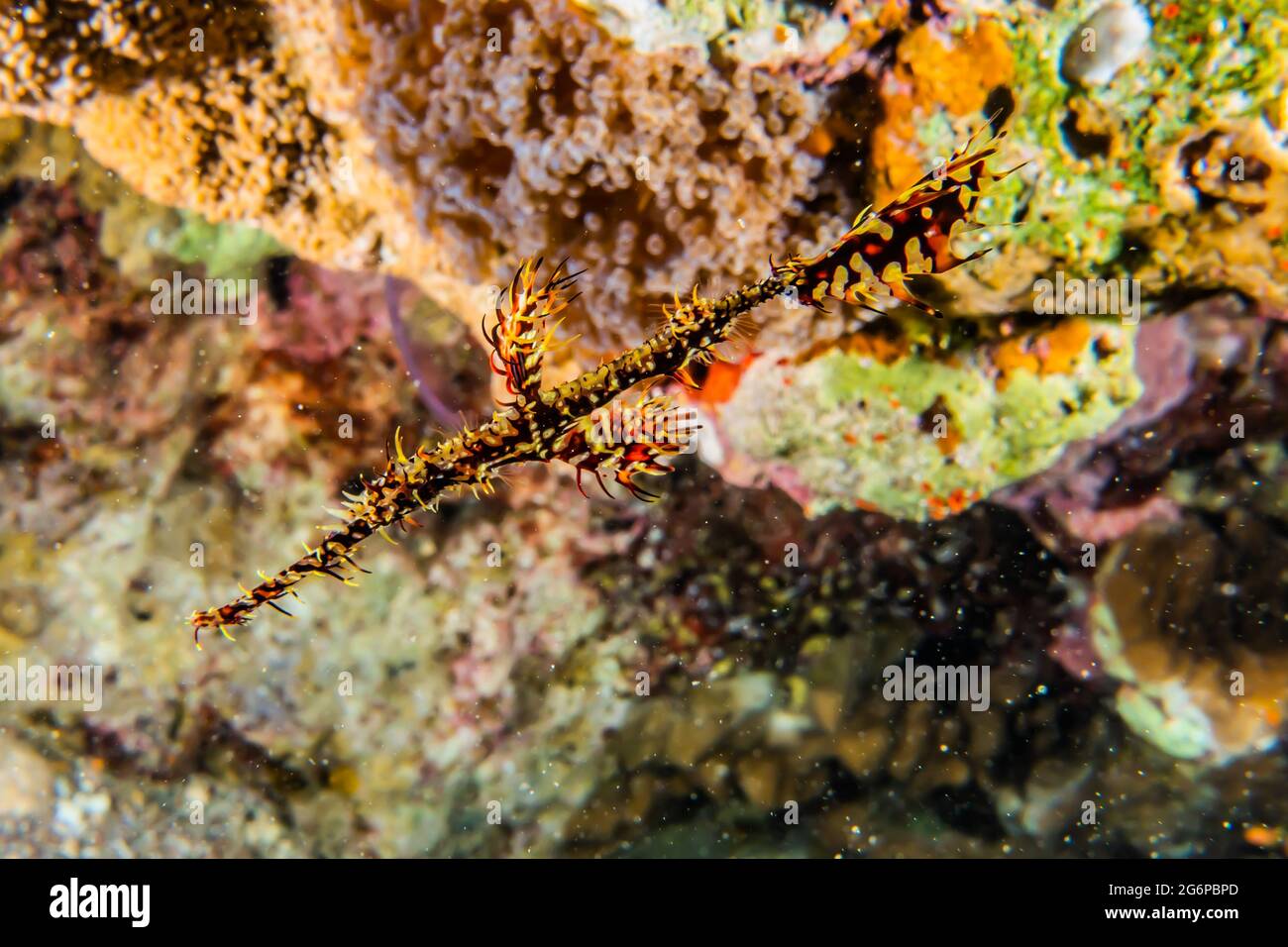Ghost fish swimming in the Red Sea, colorful fish, Eilat Israel Stock ...