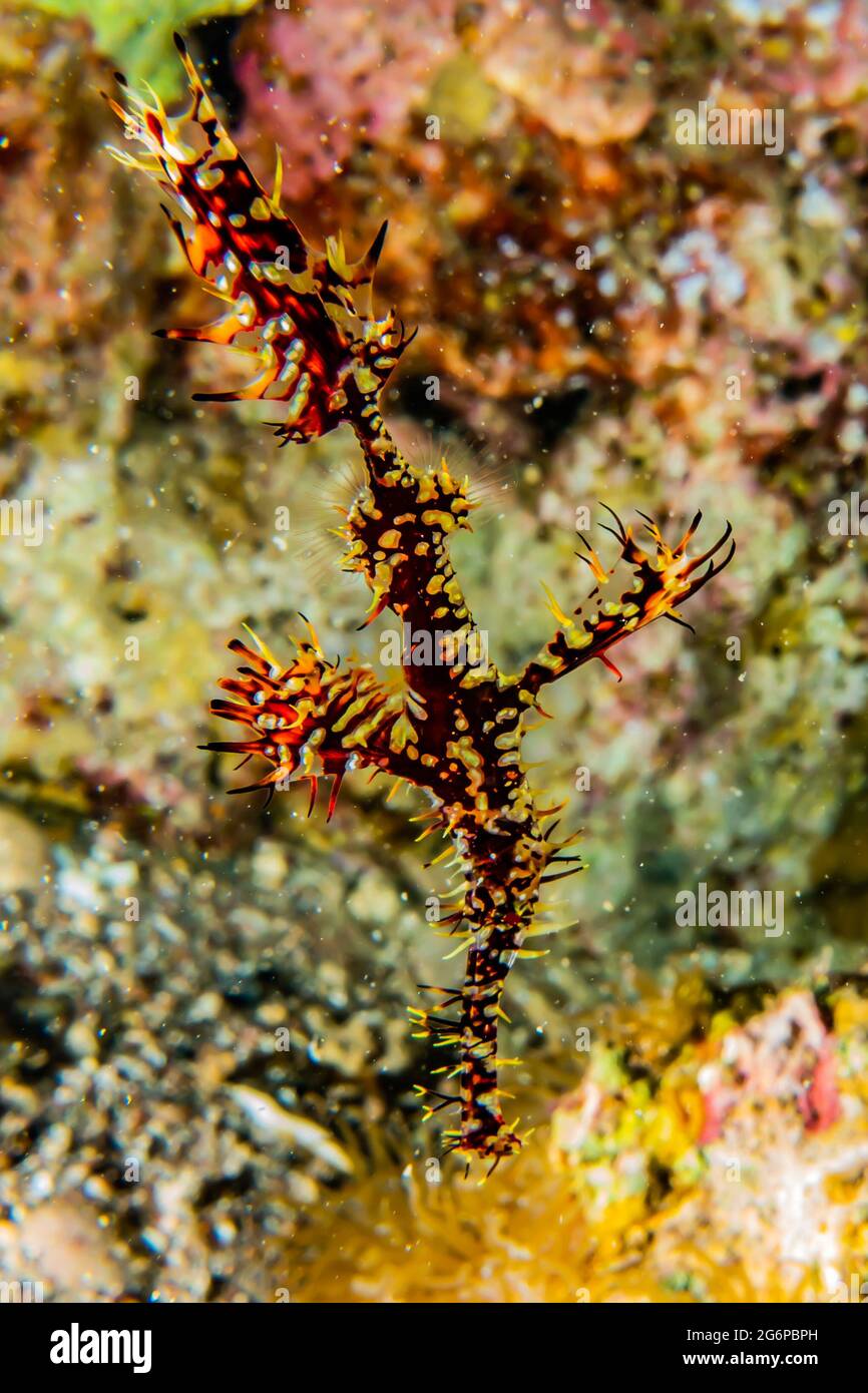 Ghost fish swimming in the Red Sea, colorful fish, Eilat Israel Stock ...