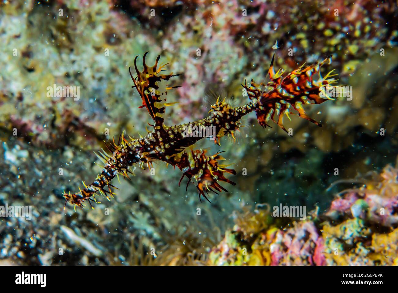 Ghost fish swimming in the Red Sea, colorful fish, Eilat Israel Stock ...