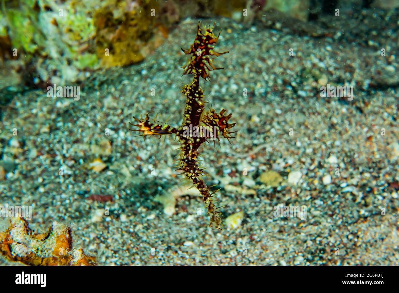 Ghost fish swimming in the Red Sea, colorful fish, Eilat Israel Stock ...