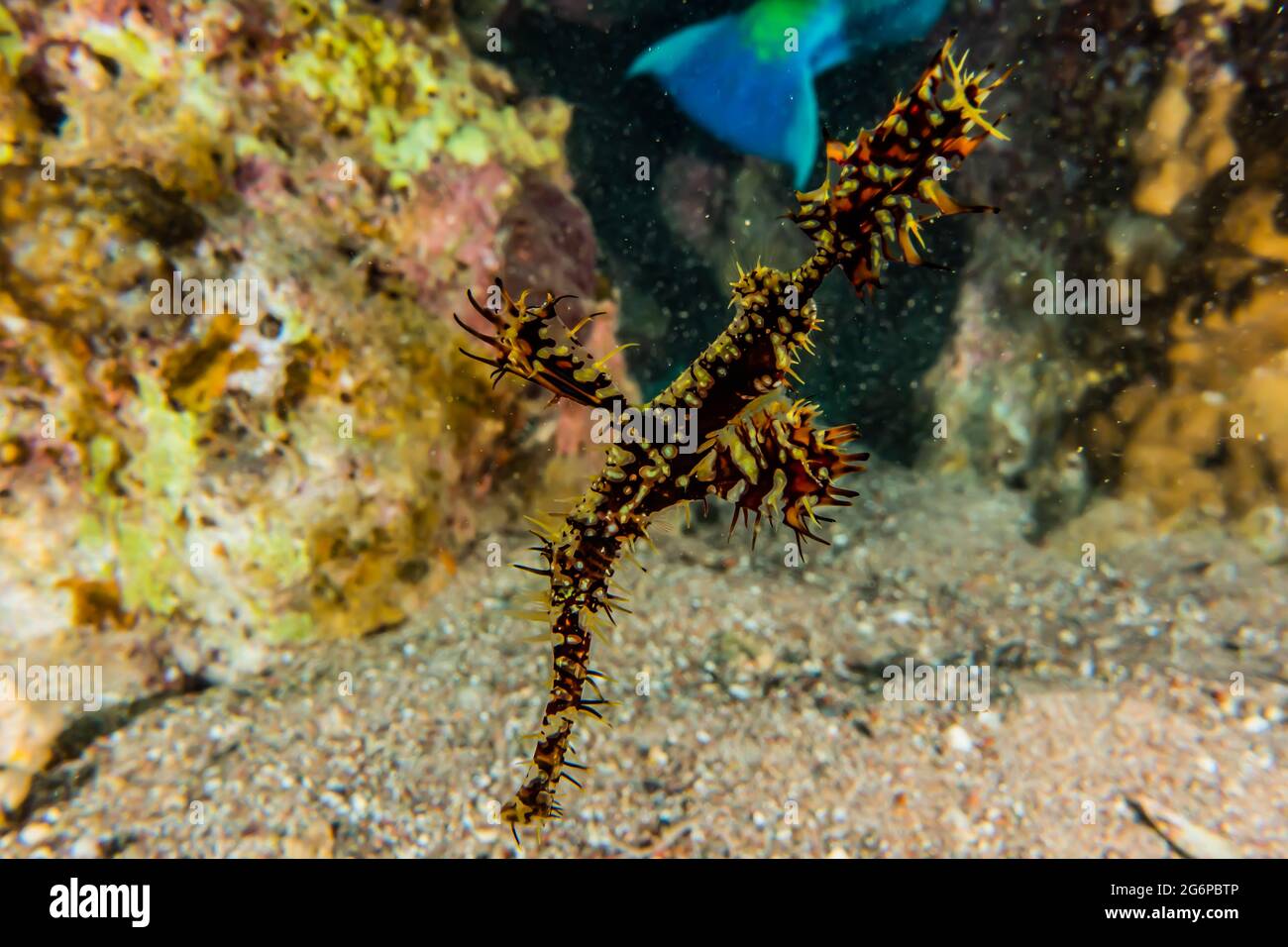 Ghost fish swimming in the Red Sea, colorful fish, Eilat Israel Stock ...