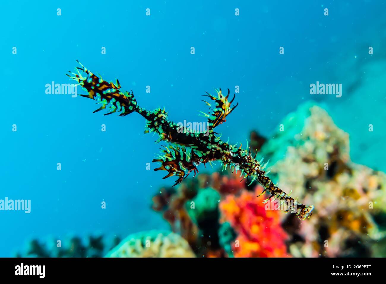 Ghost fish swimming in the Red Sea, colorful fish, Eilat Israel Stock ...