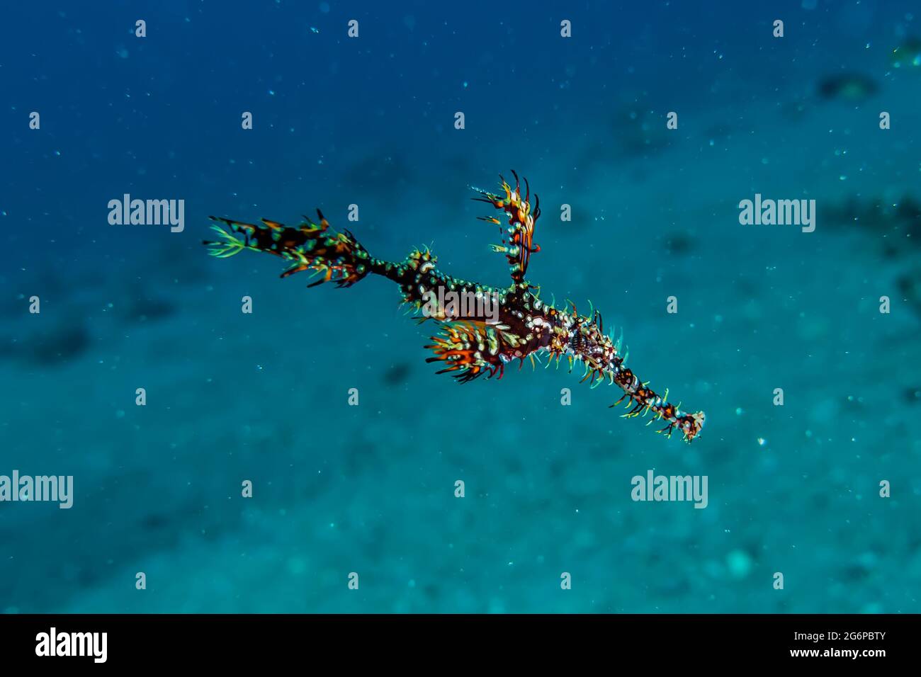 Ghost fish swimming in the Red Sea, colorful fish, Eilat Israel Stock ...