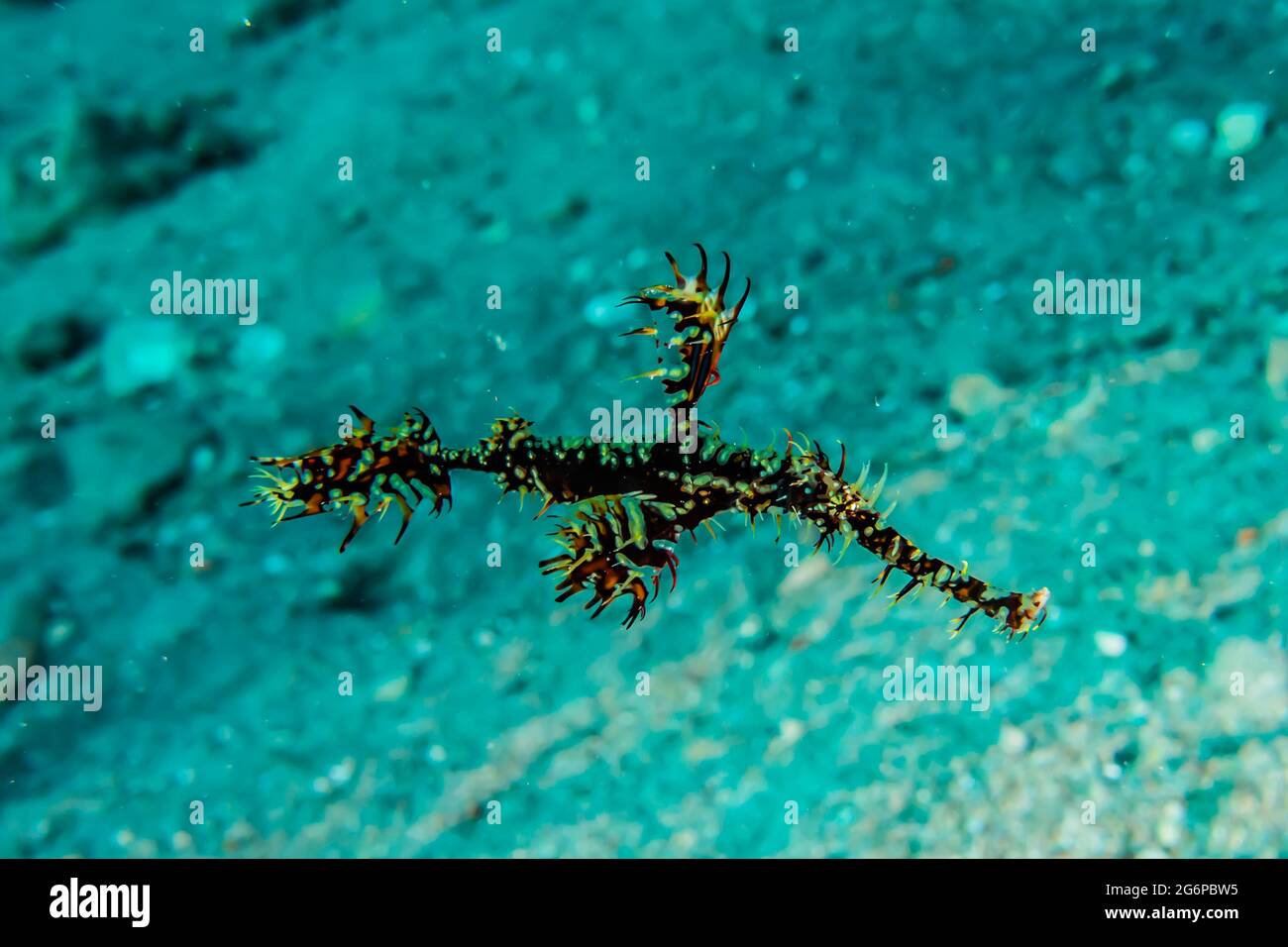 Ghost fish swimming in the Red Sea, colorful fish, Eilat Israel Stock ...