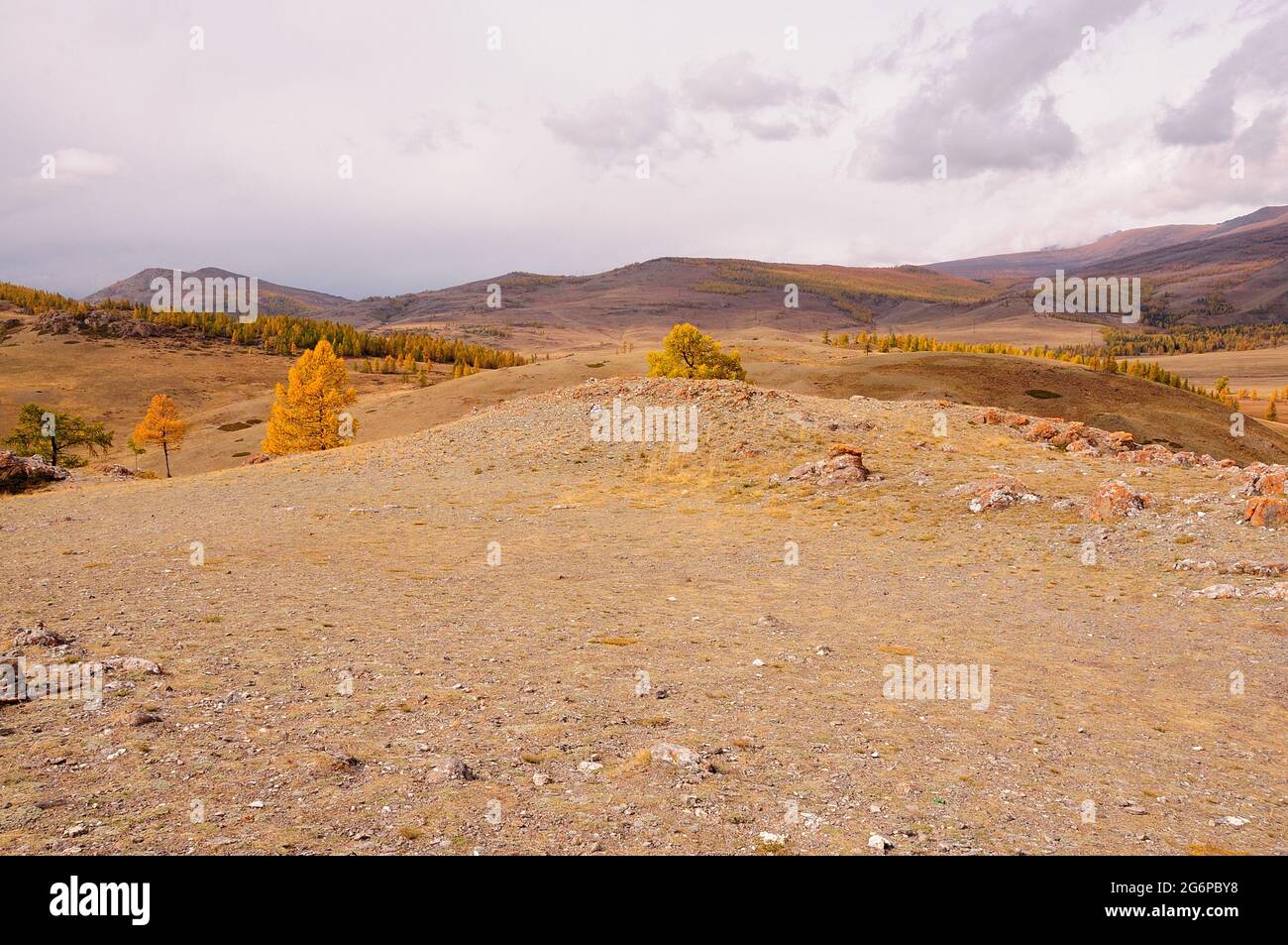 Hilly steppe in autumn colors with lonely yellowed larch trees ...