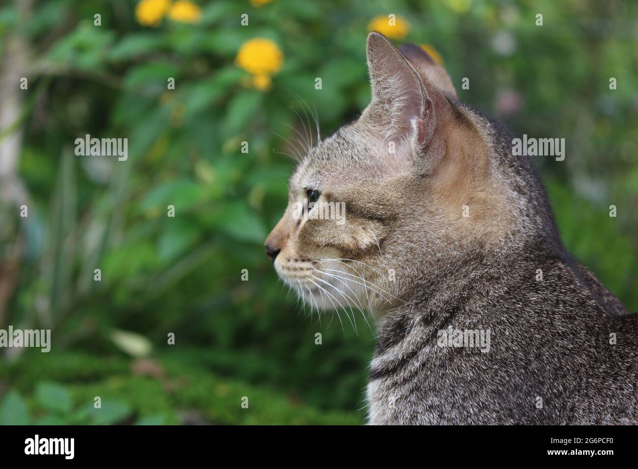 Close up poatrait of gray color kitten face with a blurry background ...