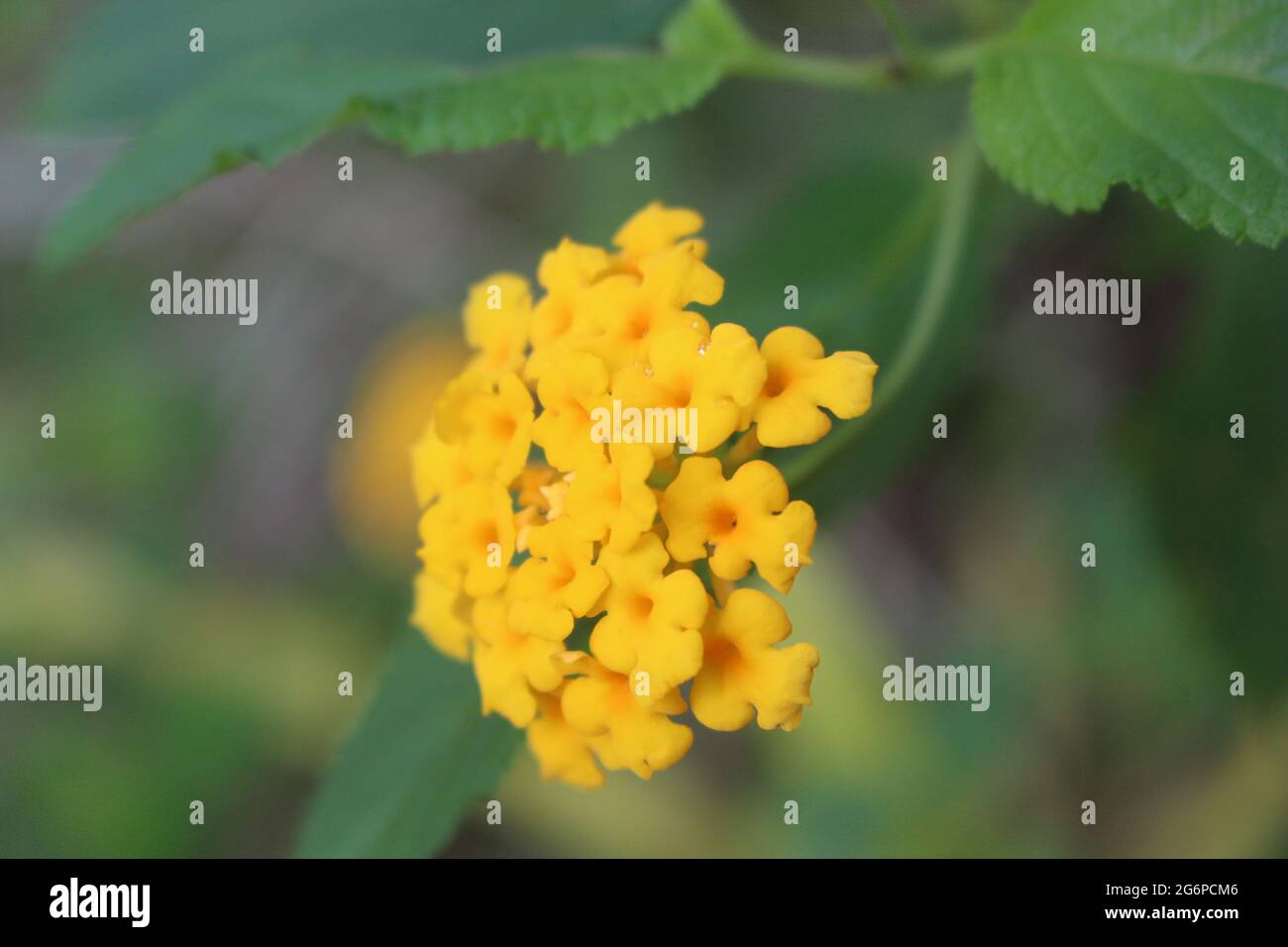 Close up shot of a bunch of tiny yellow color flowers in the natural ...