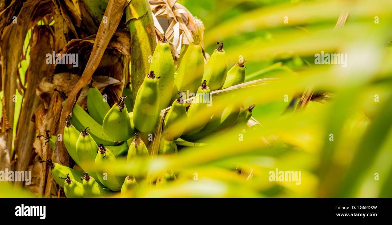 Bananas Growing on a Tree with a Palm Frond in the Foreground Stock ...