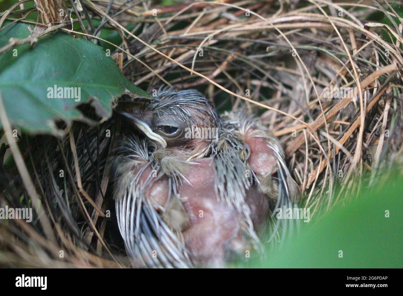 Close up picture of baby bird sleeping happily on his nest with blurry ...