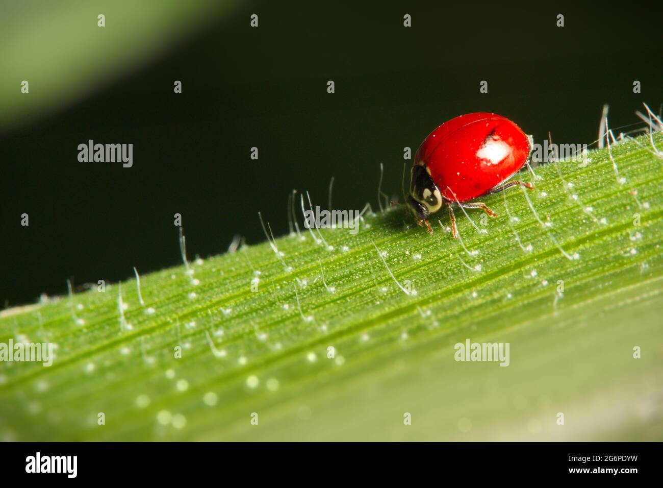 Ladybug flying not wing hi-res stock photography and images - Alamy