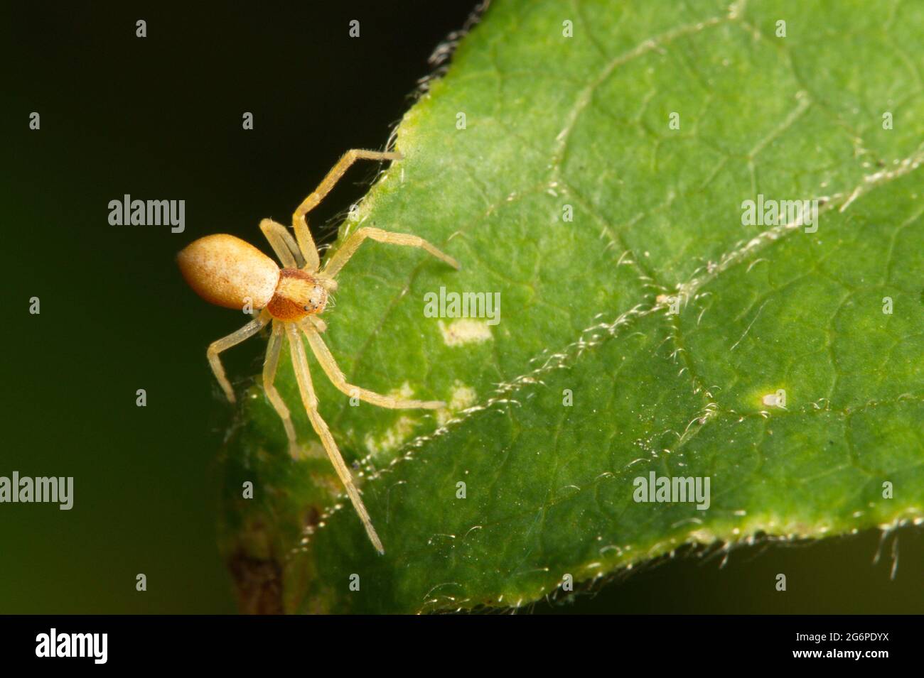 Spider legs hi-res stock photography and images - Alamy