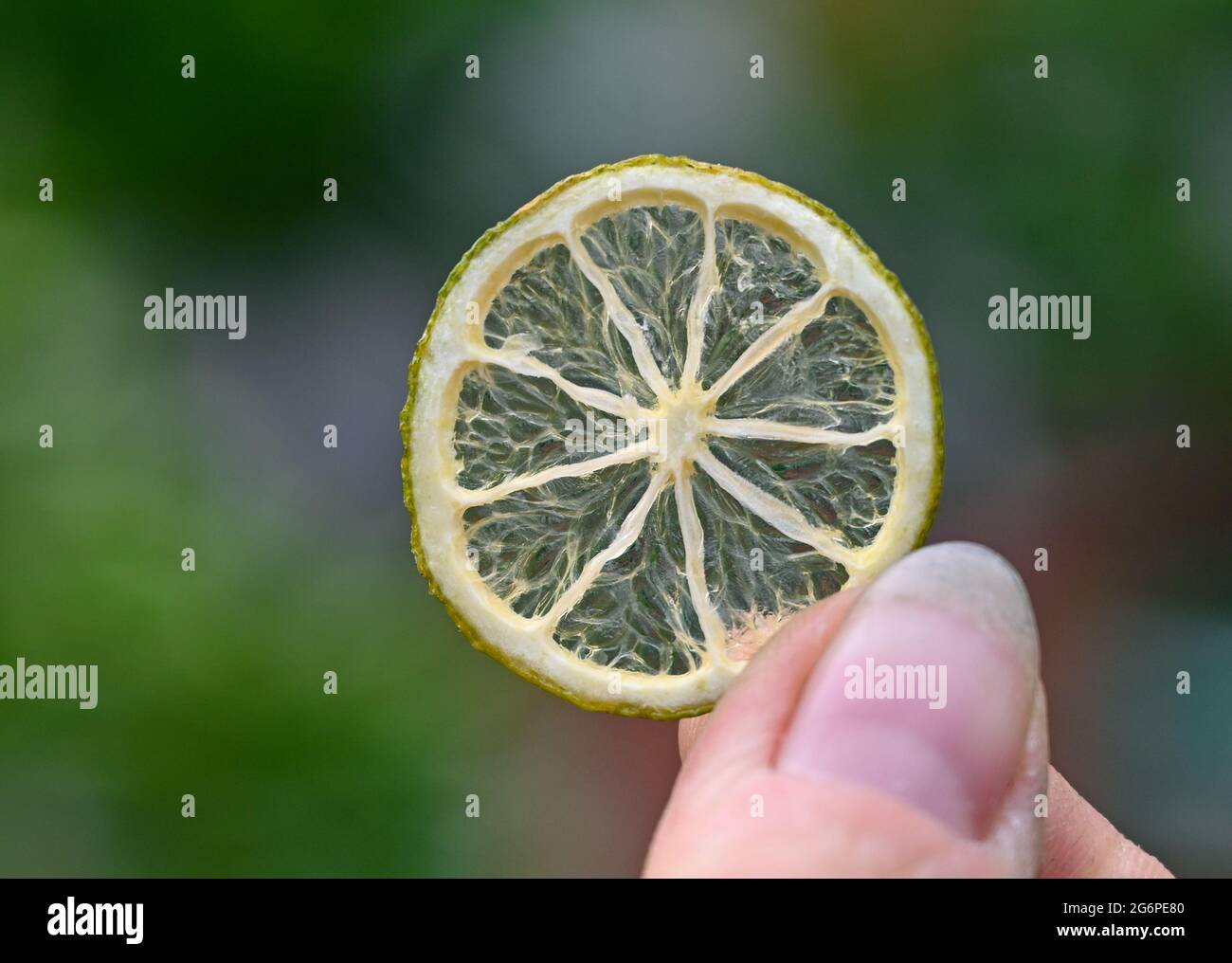 Brieskow Finkenheerd, Germany. 30th June, 2021. A citrus chip, made ...