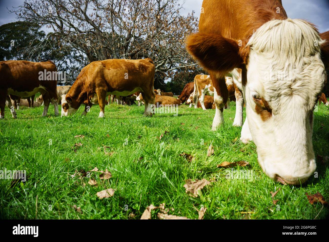 Cattle grazing in typical agricultural image in New Zealand Stock Photo ...