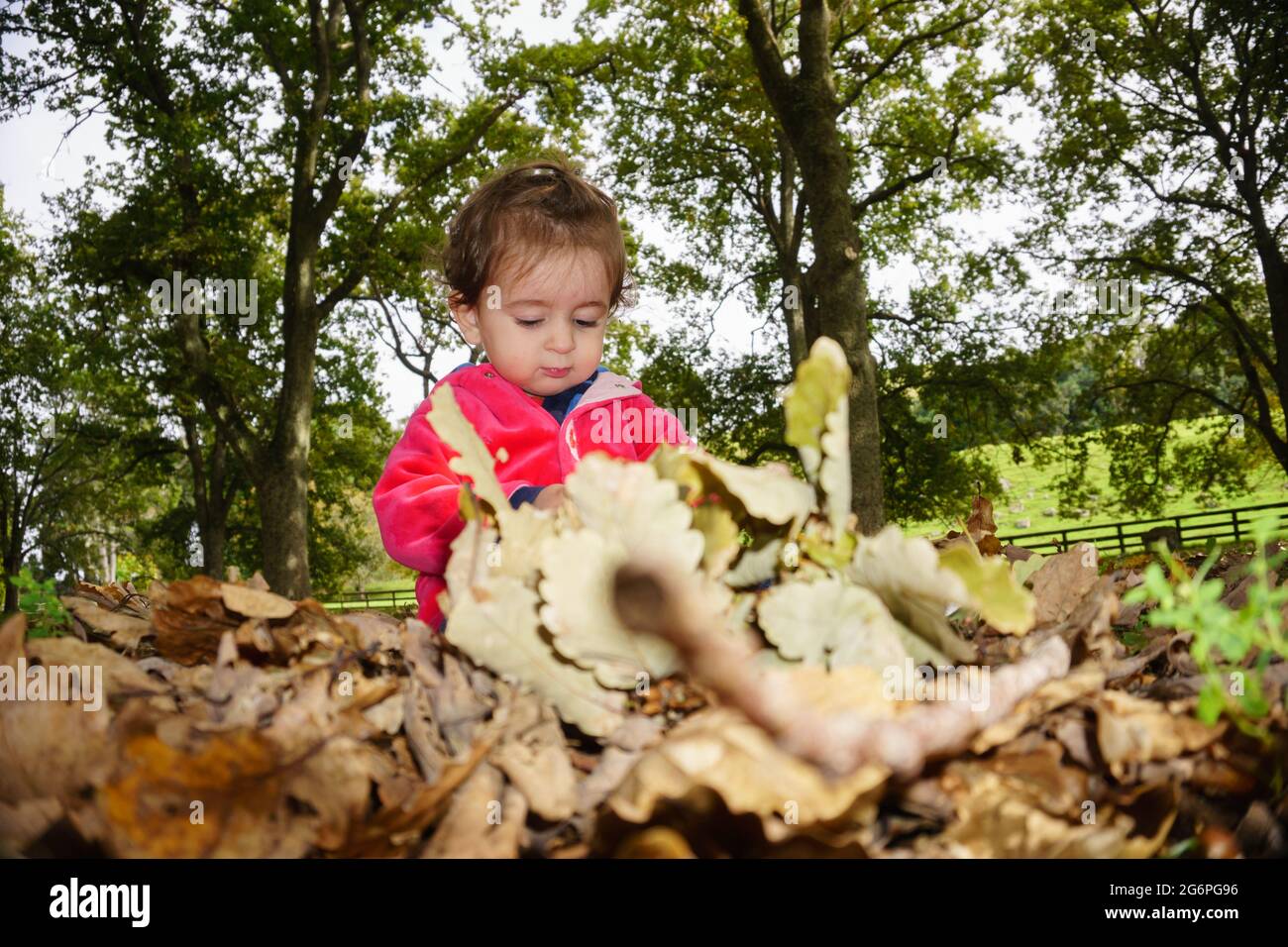 Small child sitting playing among autumn leaves under trees in Cornwall ...