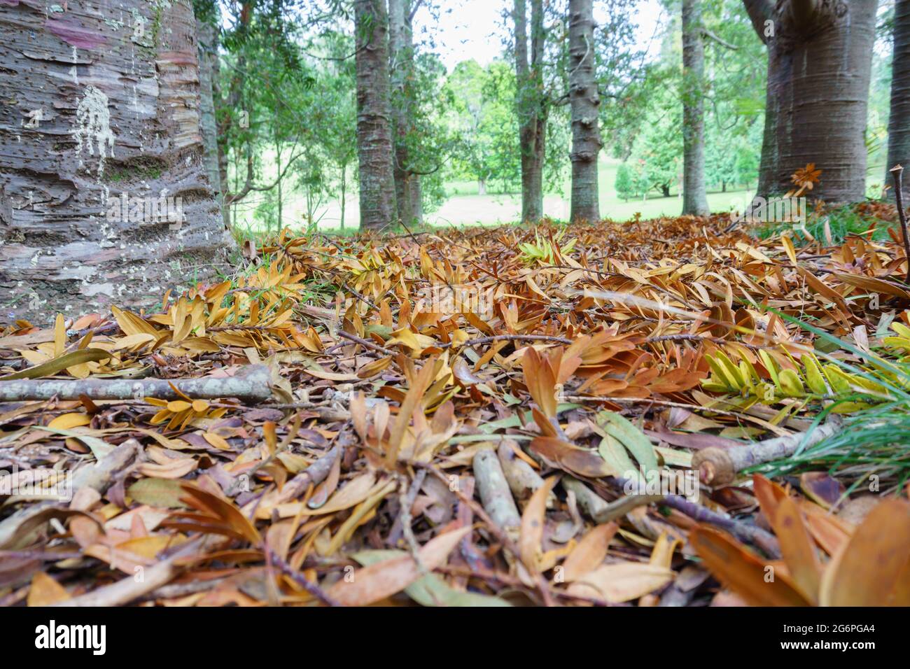 Kauri leaves hi-res stock photography and images - Alamy