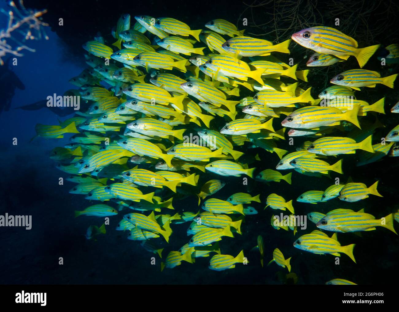 A school of Blue-Striped Snapper fish in a cave on the reef at the ...