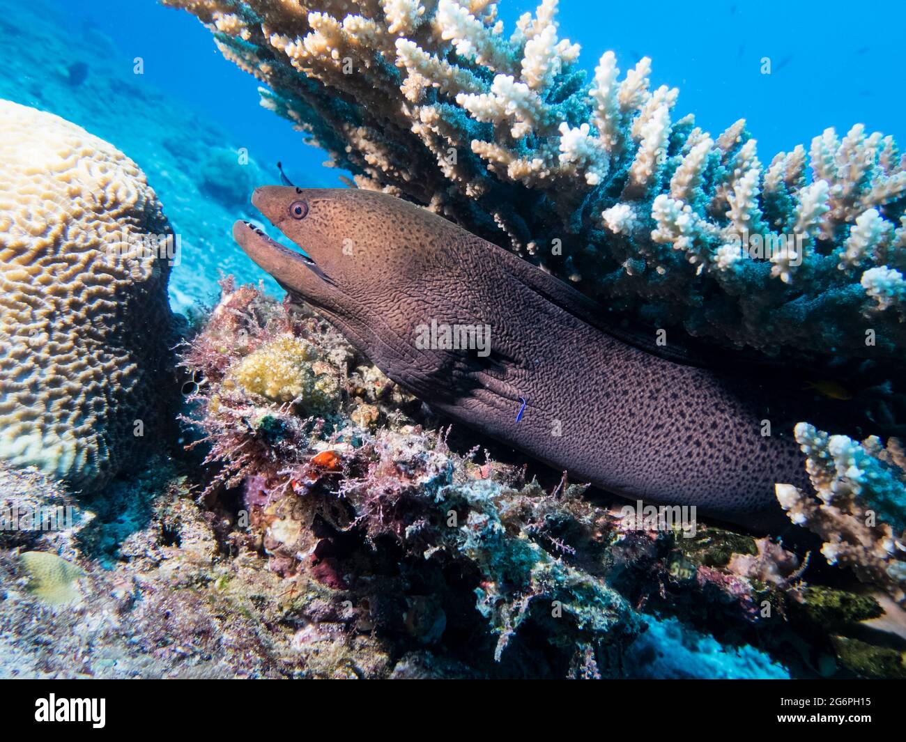 Moray eel under a coral on a reef at the bottom of the Indian Ocean ...