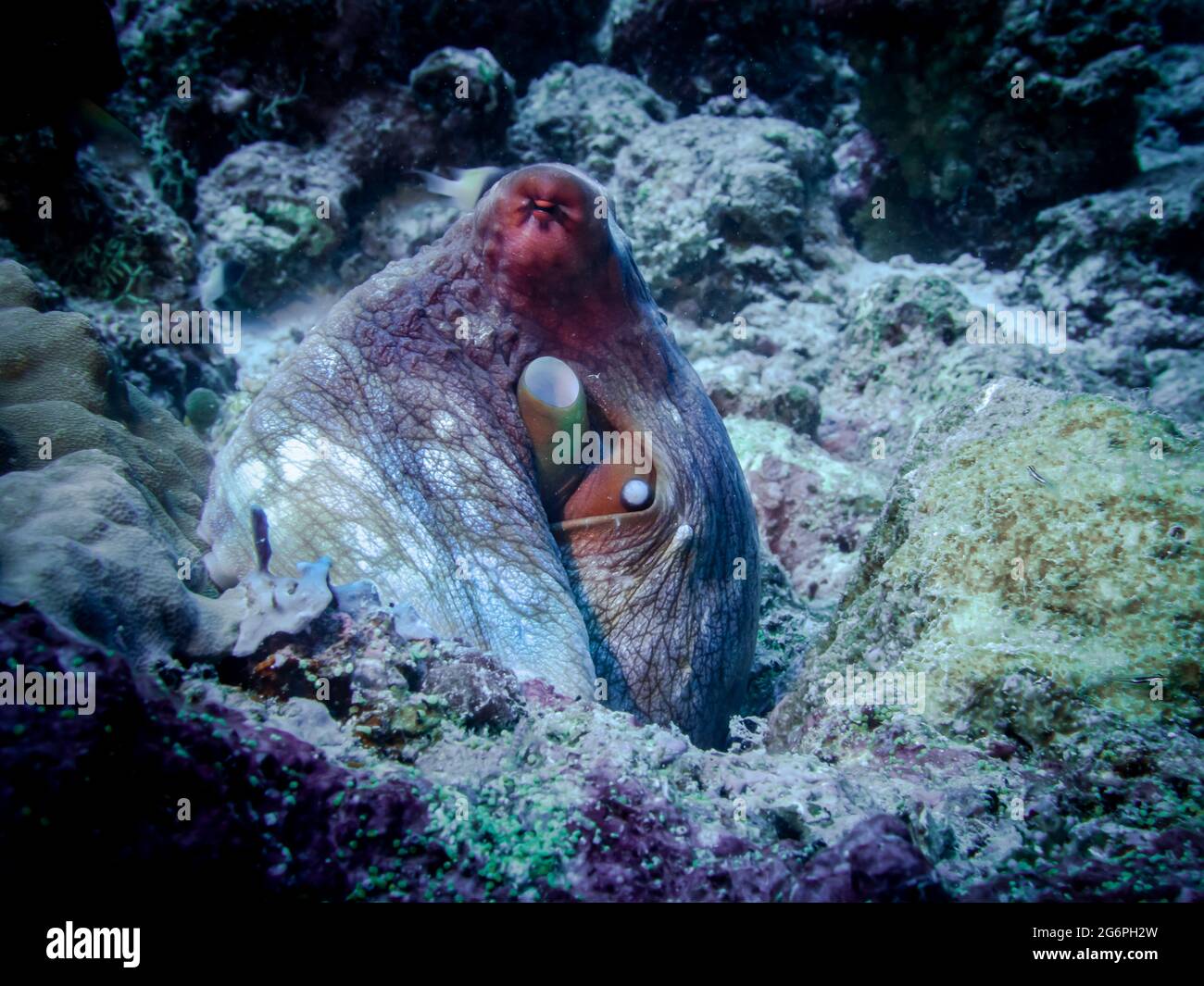 Octopus turns maroon at the bottom of the Indian Ocean Stock Photo - Alamy