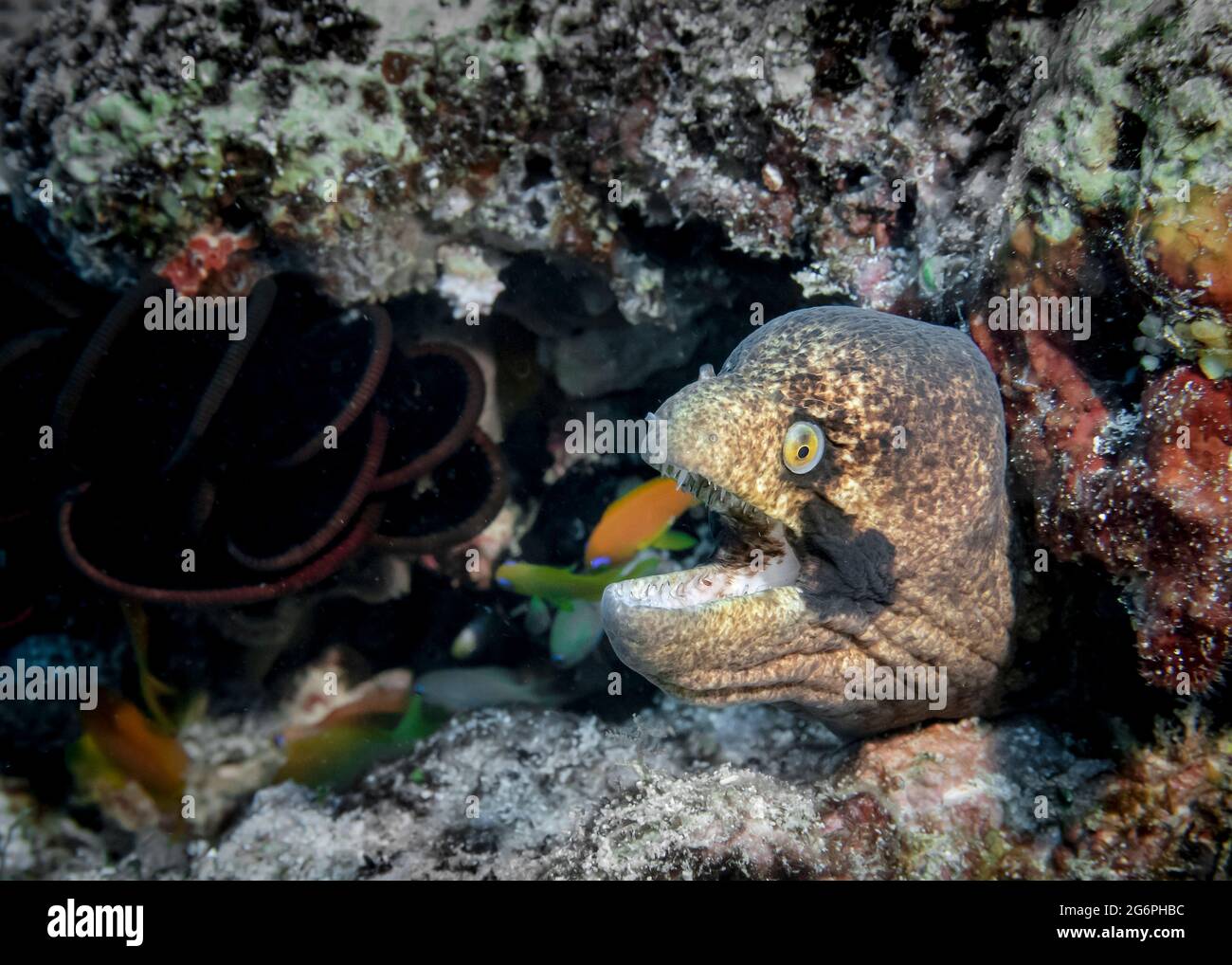 Moray eel in maldives hi-res stock photography and images - Alamy