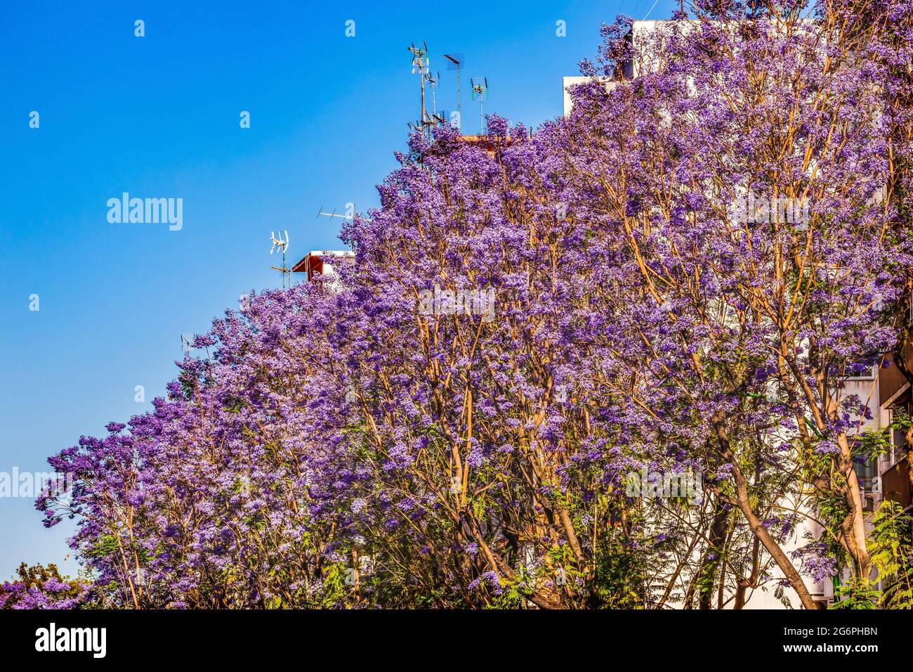 Colorful Blue Jacaranda Flowers Along Road Building Seville Andalusia ...