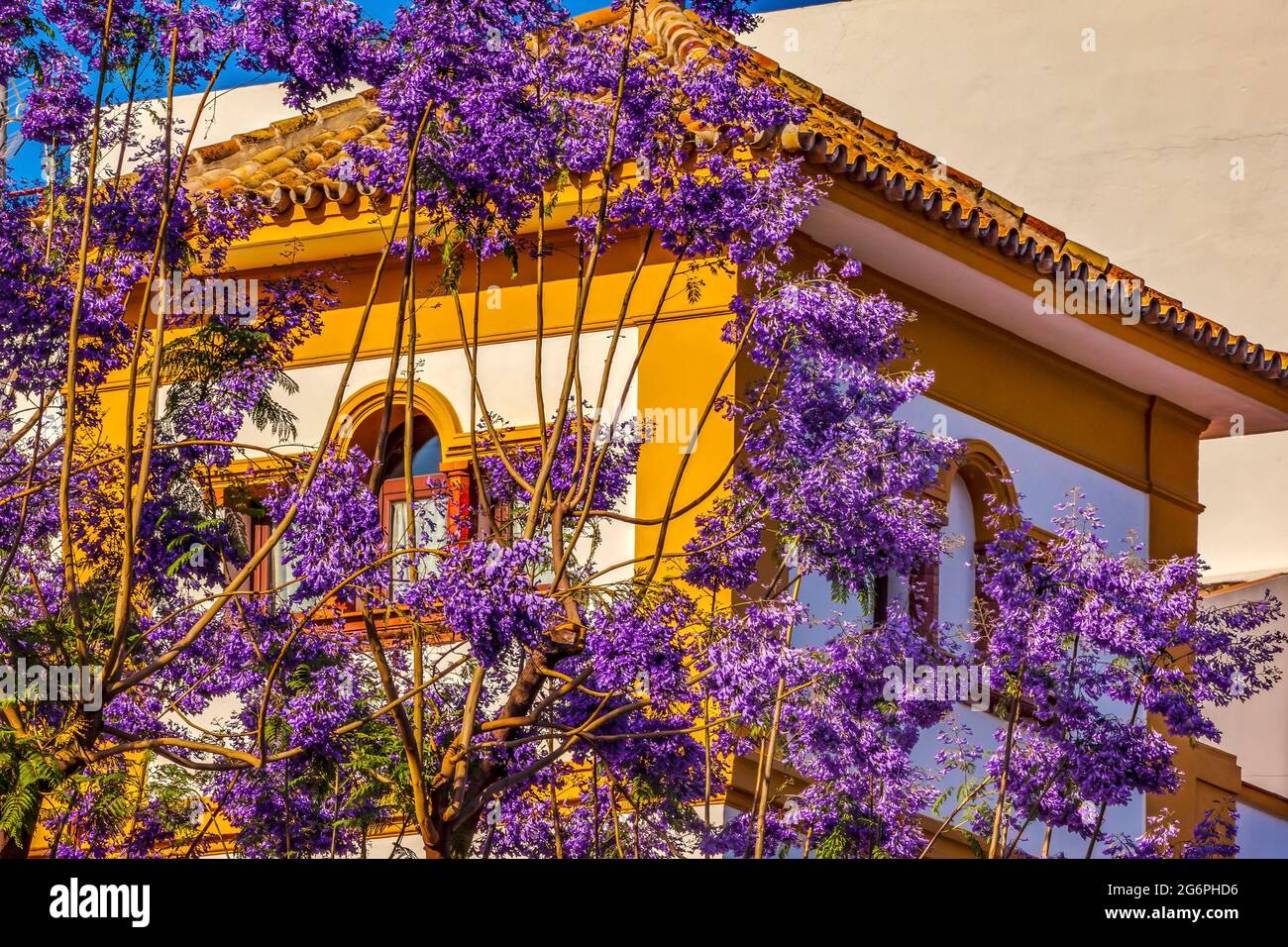 Colorful Blue Jacaranda Flowers Yellow White Building Seville Andalusia ...
