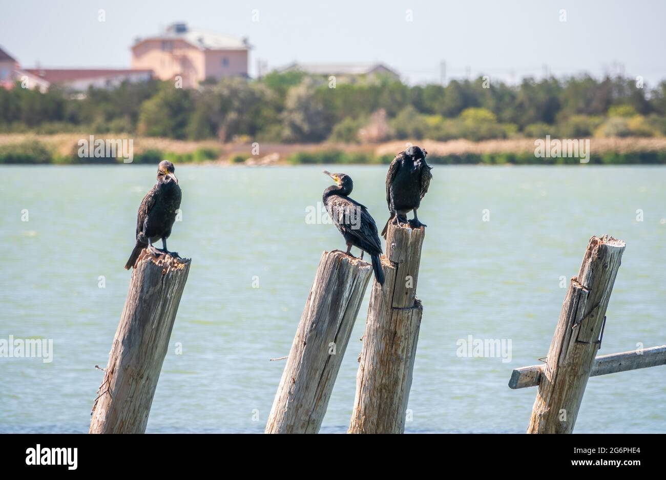 A flock of cormorants sits on a old sea pier. The great cormorant ...