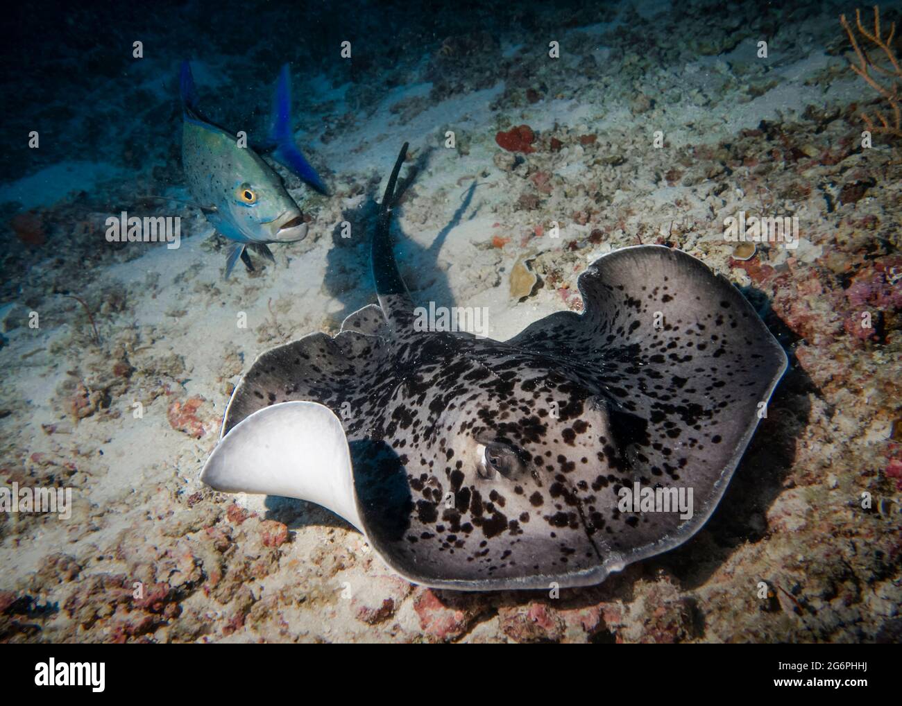 Stingray and blue trevally fish at the bottom of the Indian Ocean Stock ...
