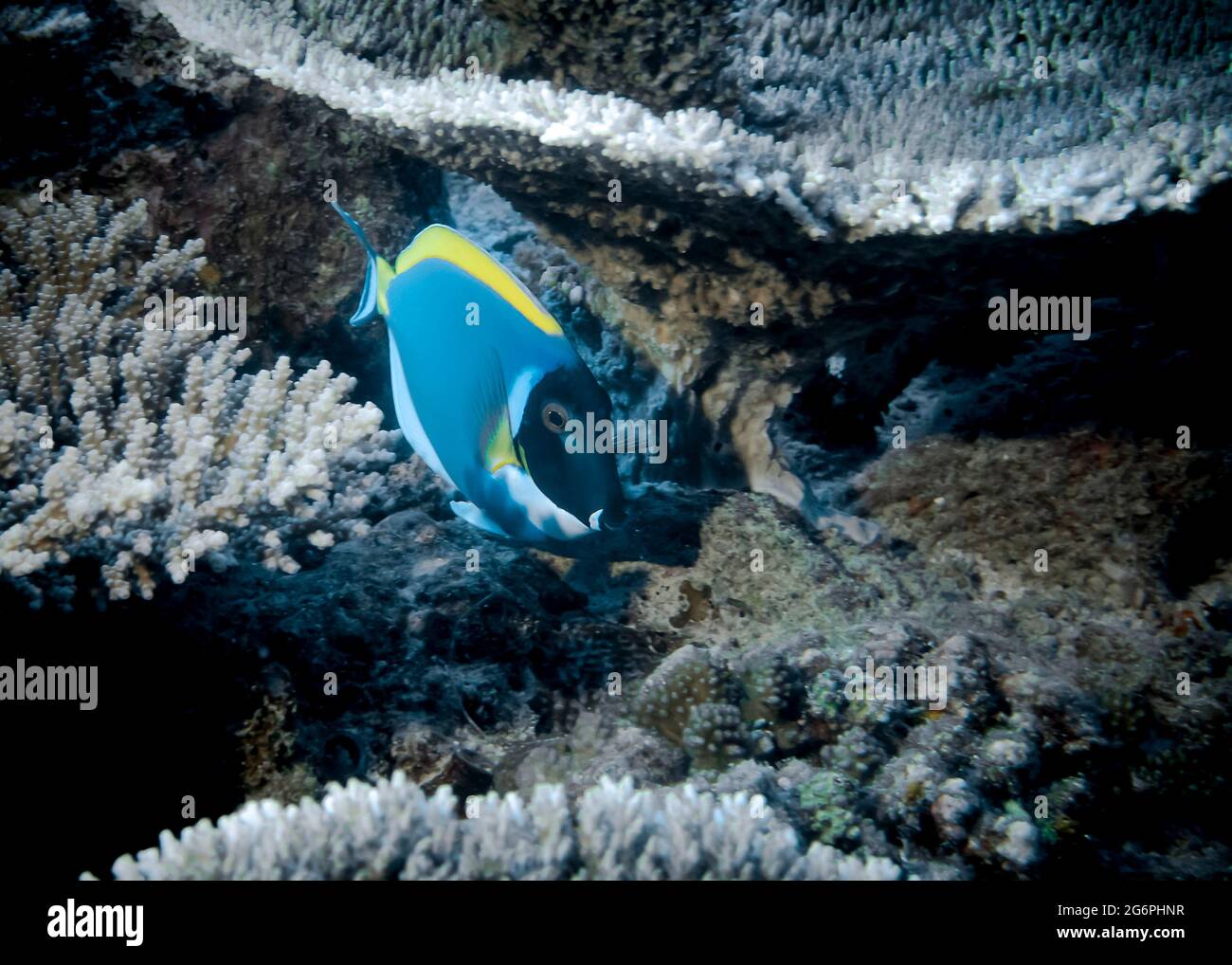 Surgeon fish maldives hi-res stock photography and images - Alamy