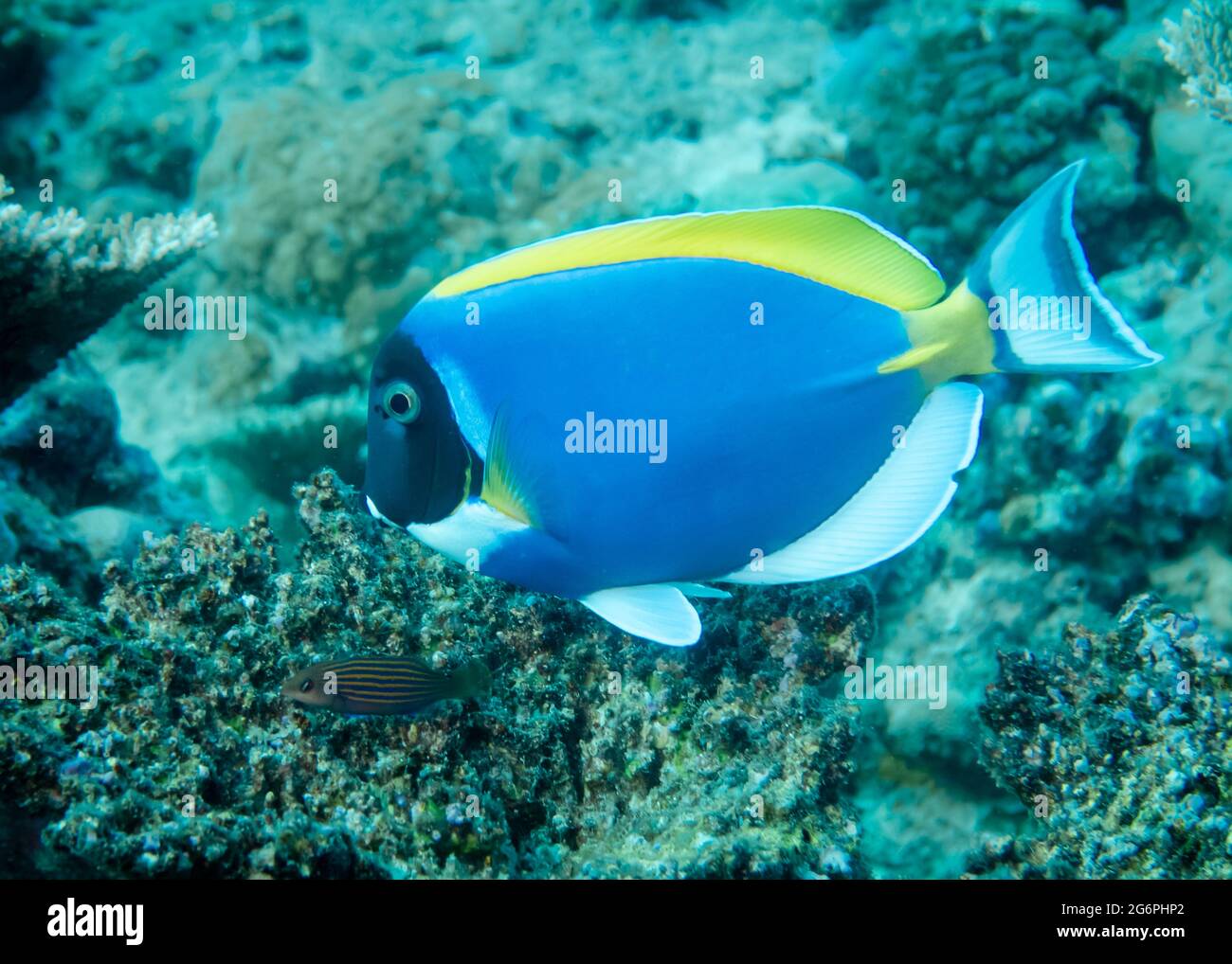 Surgeon fish maldives hi-res stock photography and images - Alamy