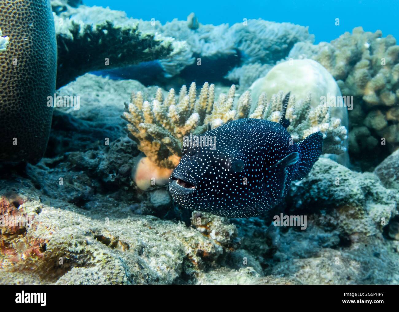Black Puffer Fish (or, Fugu fish, or Blowfish) at the bottom of the ...