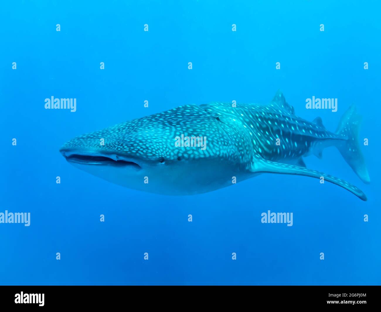 Real Zombie Fish In Ocean