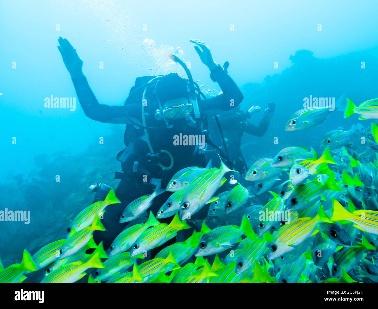 Stunned divers among a rapidly passing flock of blue-striped snapper ...