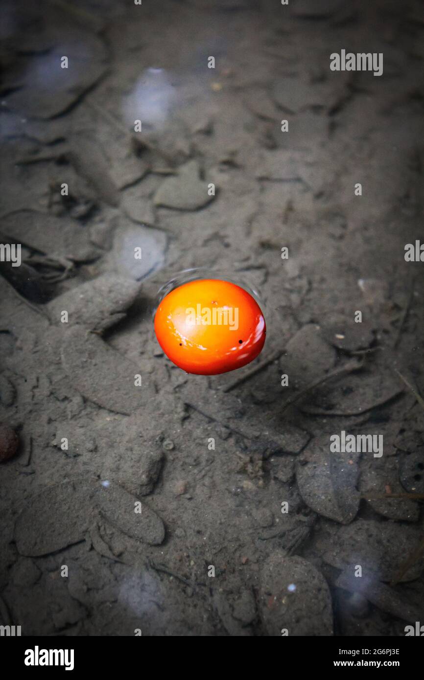 Red fruit rainforest hi-res stock photography and images - Alamy