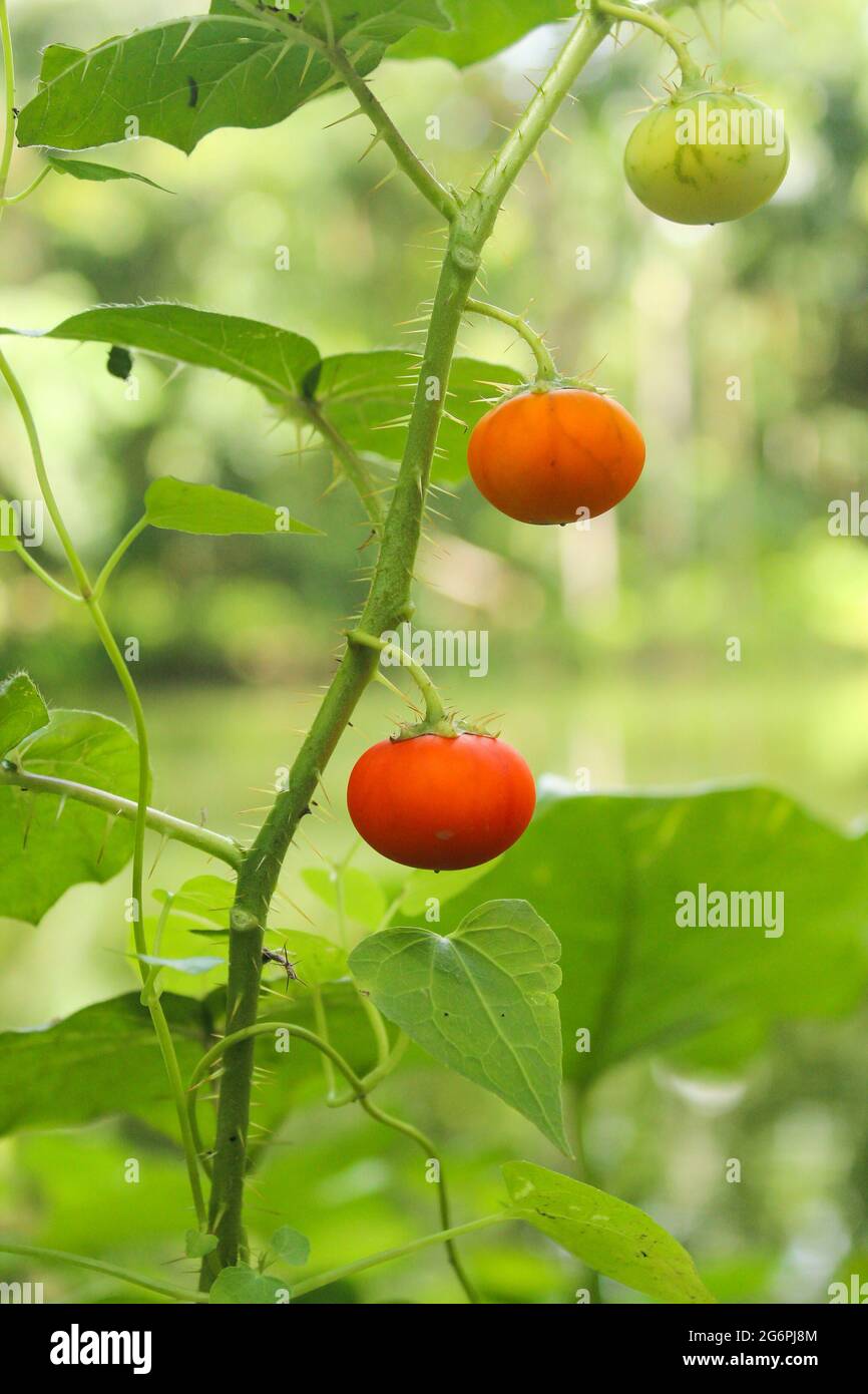 Jungle fruit hi-res stock photography and images - Alamy