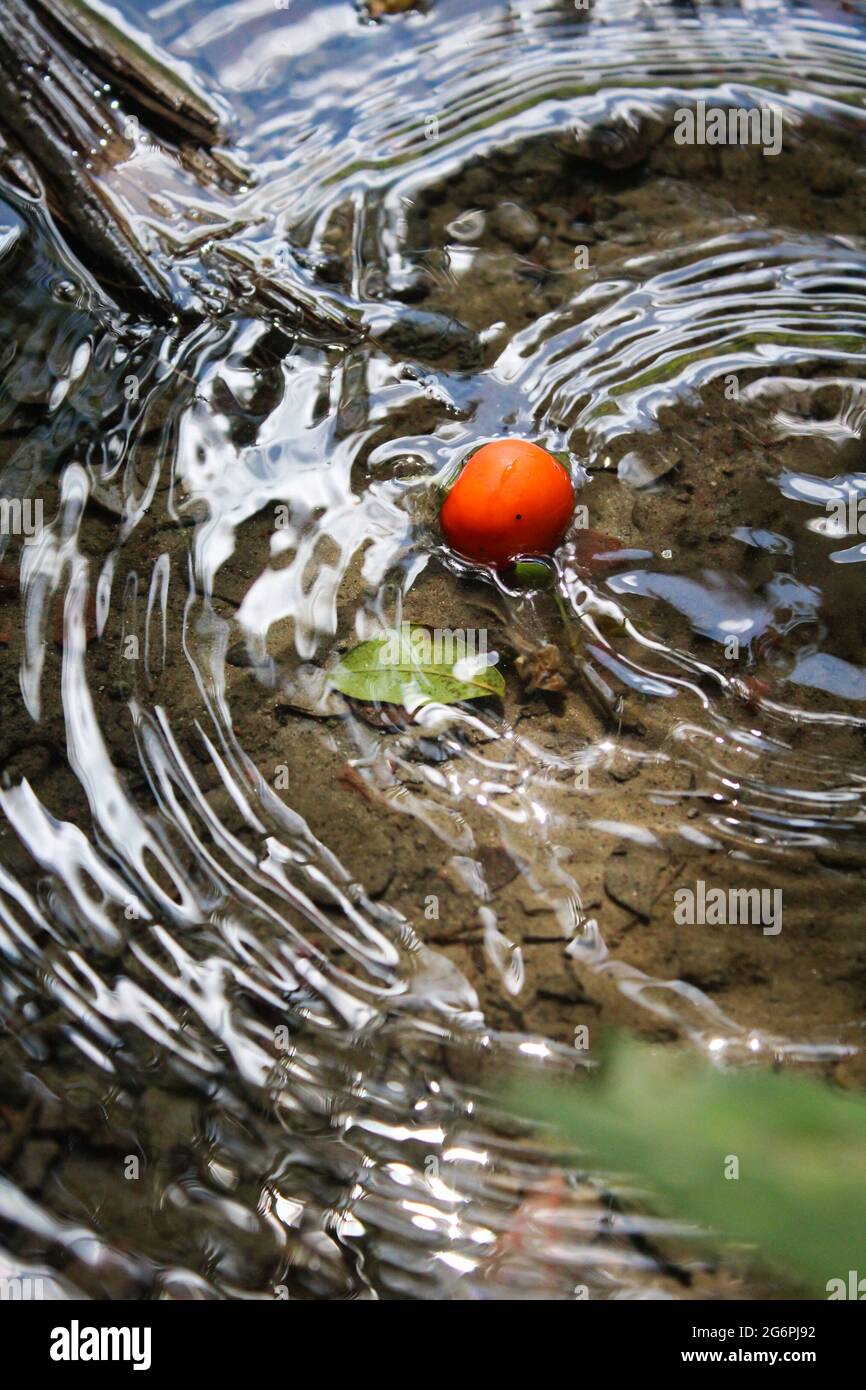 Raw jungle hi-res stock photography and images - Alamy