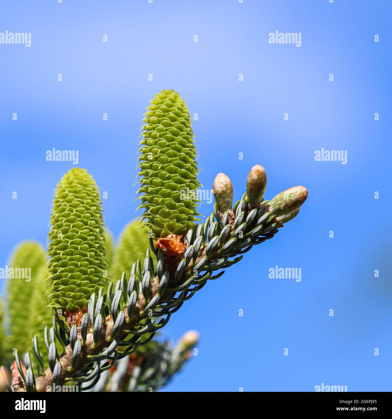 Blue cone korean fir hi-res stock photography and images - Alamy