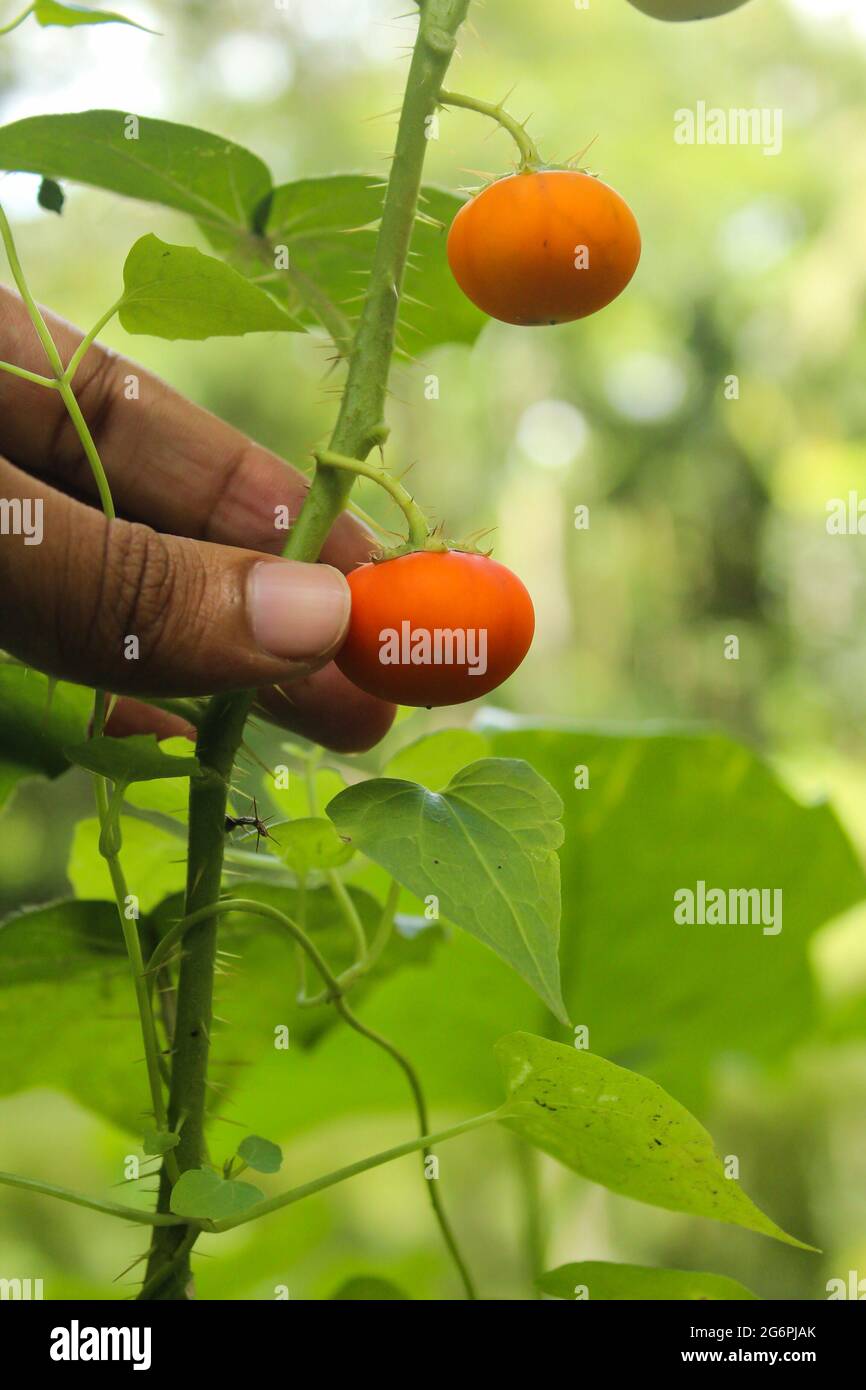 Jungle juice hi-res stock photography and images - Alamy