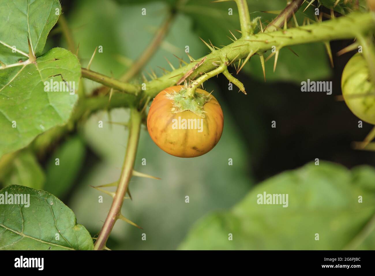 Jungle fruit hi-res stock photography and images - Alamy