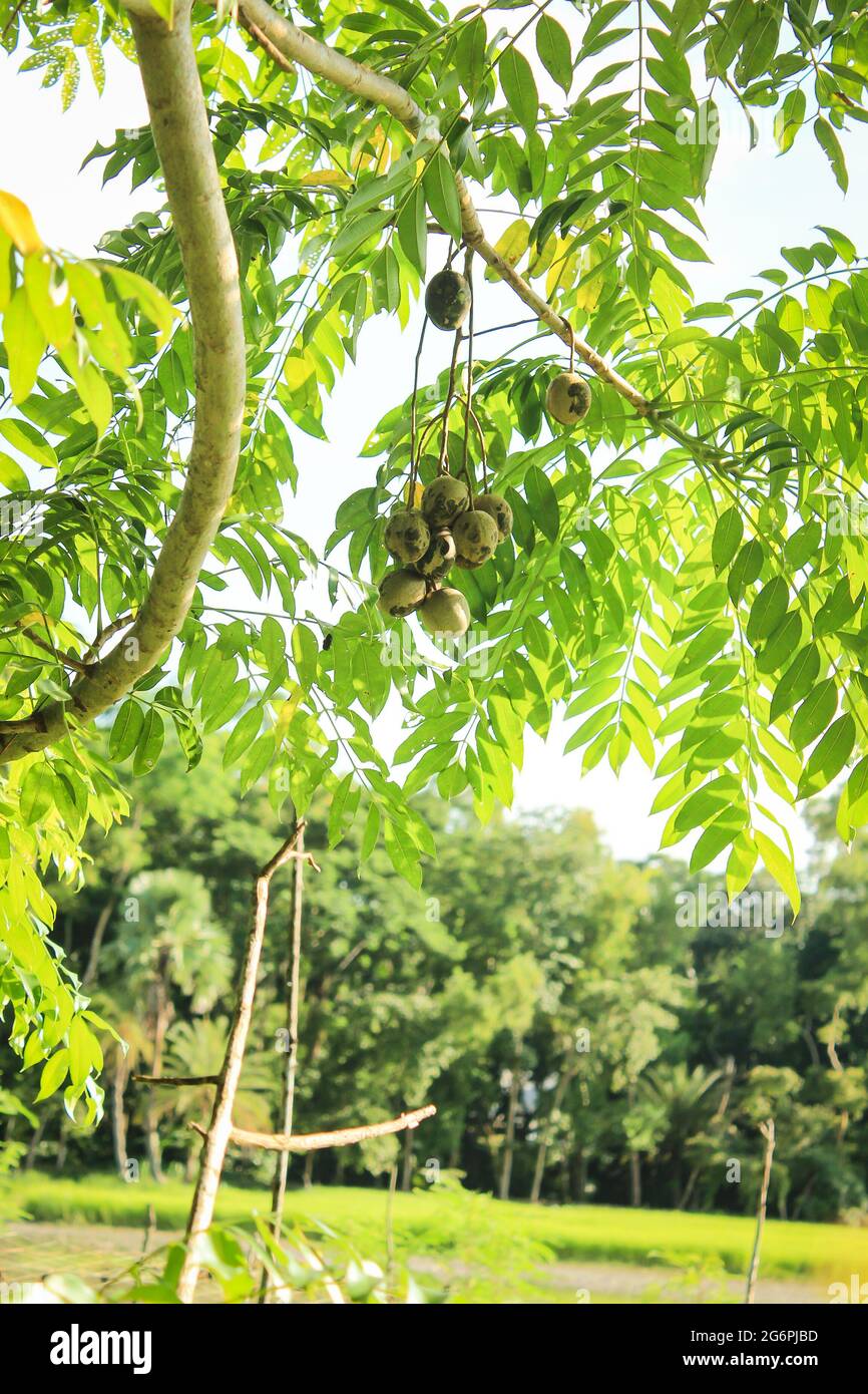 spondias mombin fruit on tree branch, new image Stock Photo - Alamy