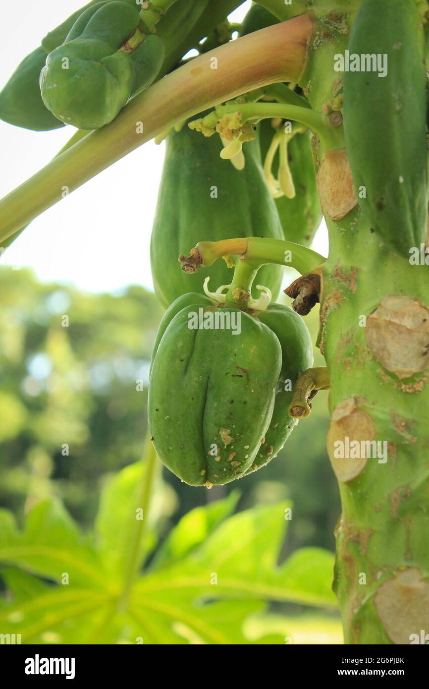 Papaya fruit on tree in nature Stock Photo - Alamy