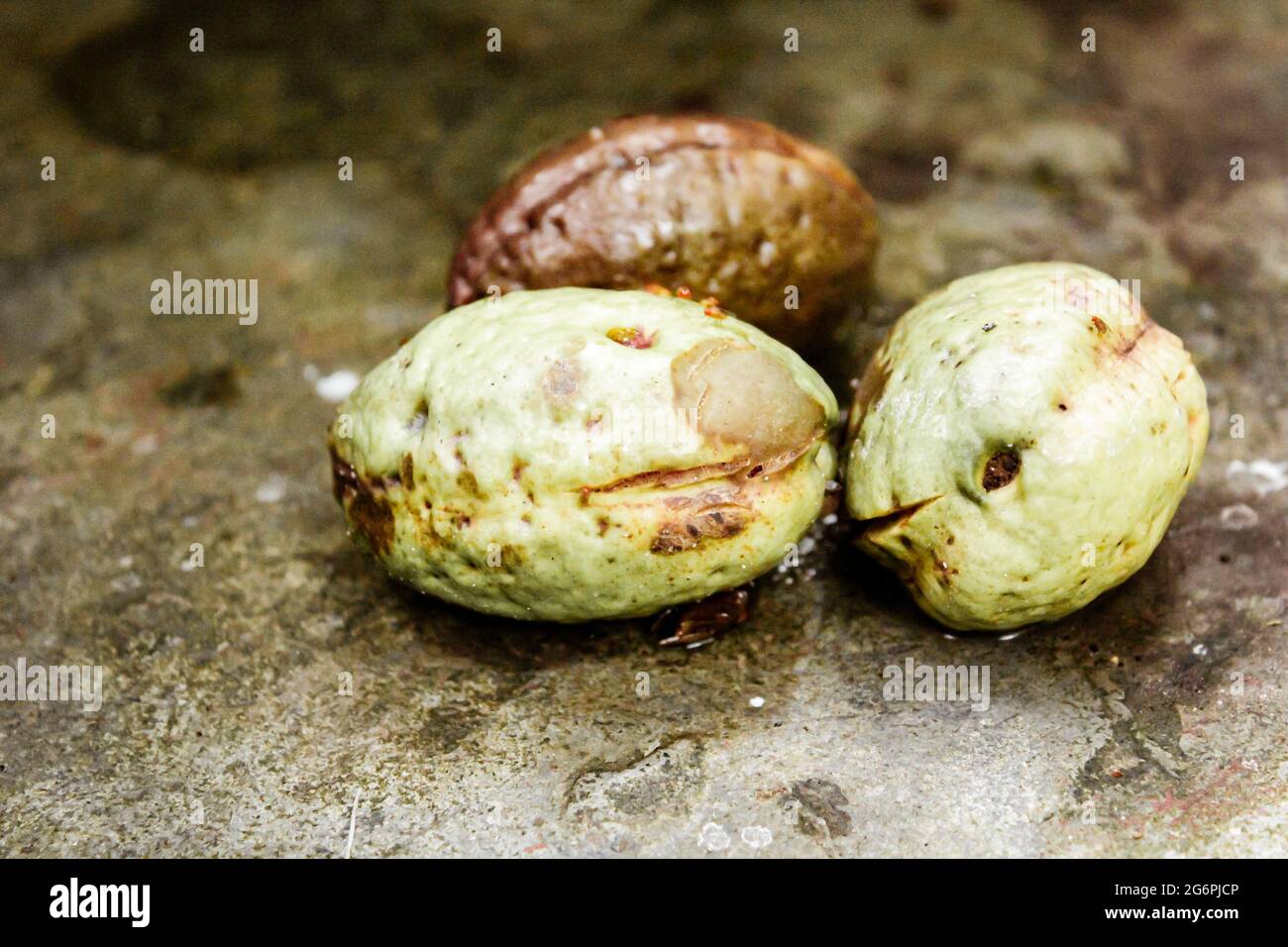 Tropical fruit of nut, asian jungle nut Stock Photo - Alamy