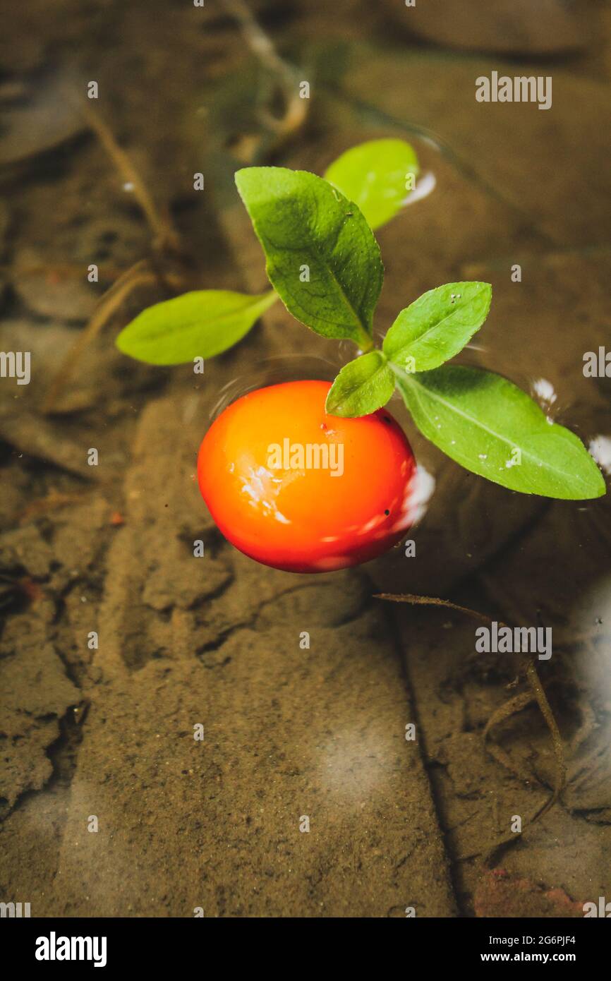 Red fruit rainforest hi-res stock photography and images - Alamy