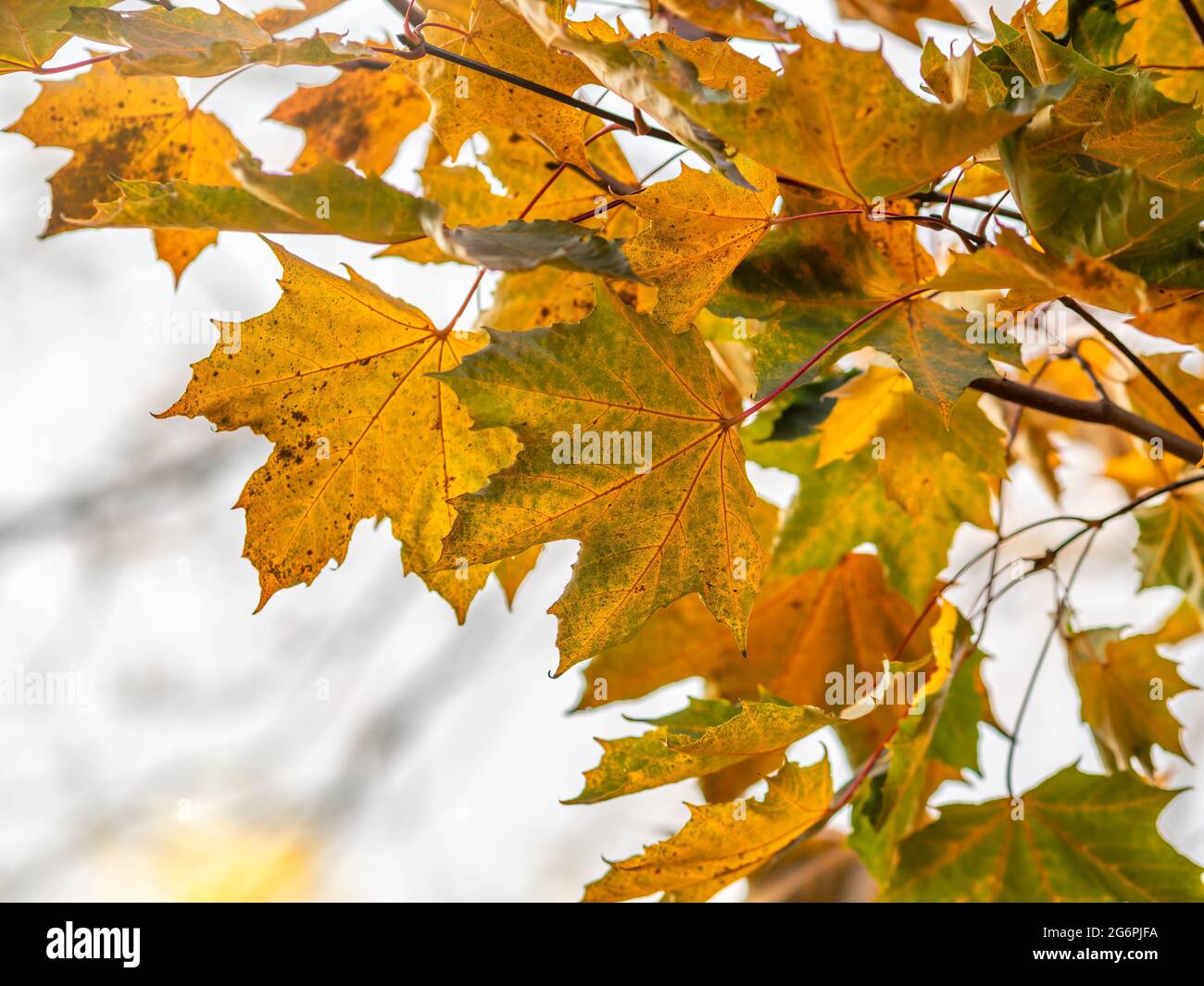 Maple branches with yellow leaves in autumn, in the light of sunset. Dry autumnal leaves ...