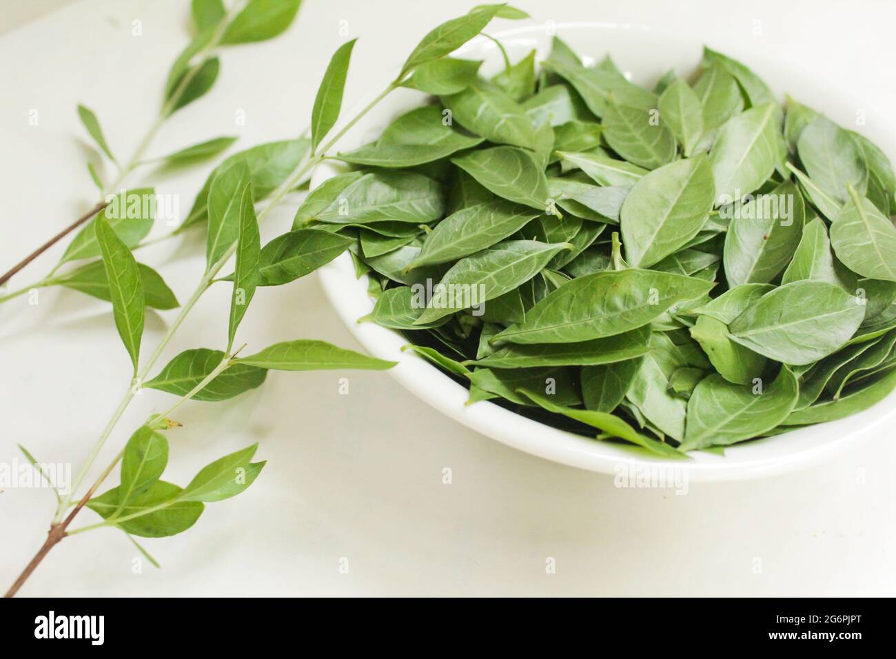 Henna leaves or lawsonia leaves isolated,new henna leaves stock image ...