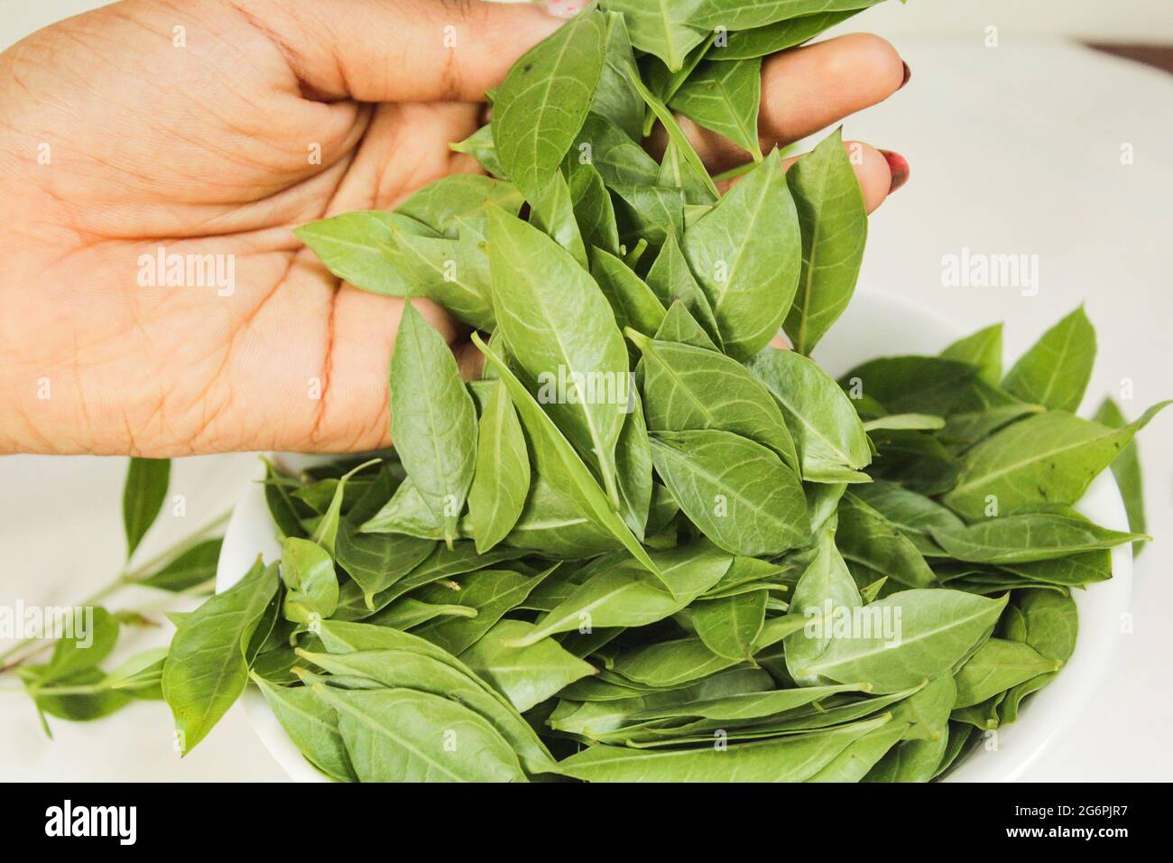 Henna leaves or lawsonia leaves isolated,new henna leaves stock image ...