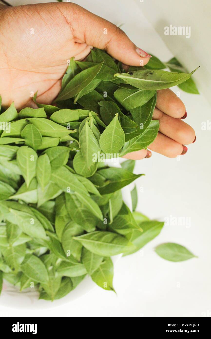 Henna leaves powder hi-res stock photography and images - Alamy